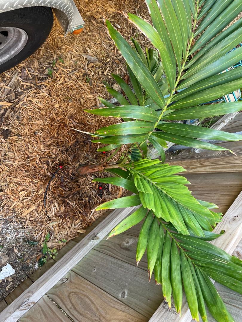 3 Sick Palm Success Stories - DISCUSSING PALM TREES WORLDWIDE - PalmTalk