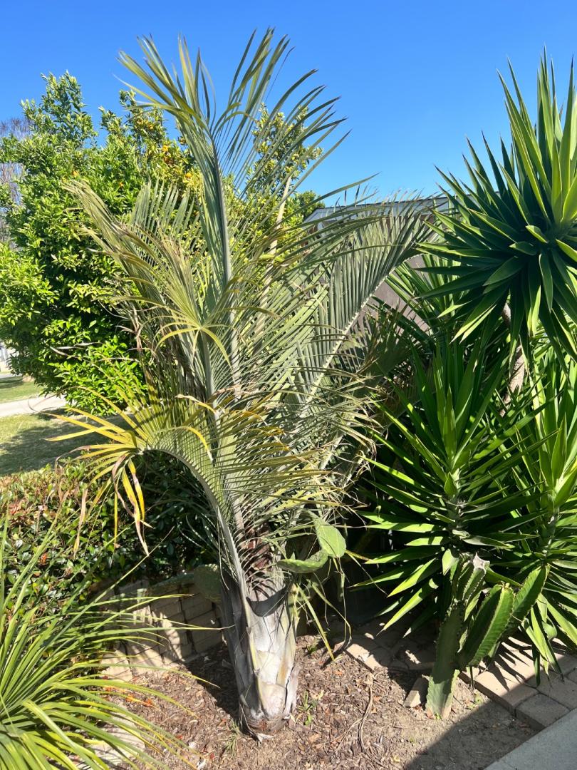 Help with Triangle Palm - DISCUSSING PALM TREES WORLDWIDE - PalmTalk
