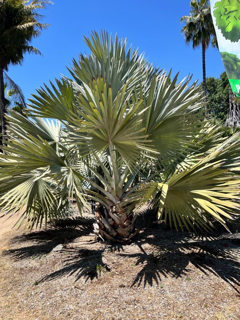 Palms at Fullerton Arboretum - DISCUSSING PALM TREES WORLDWIDE - PalmTalk