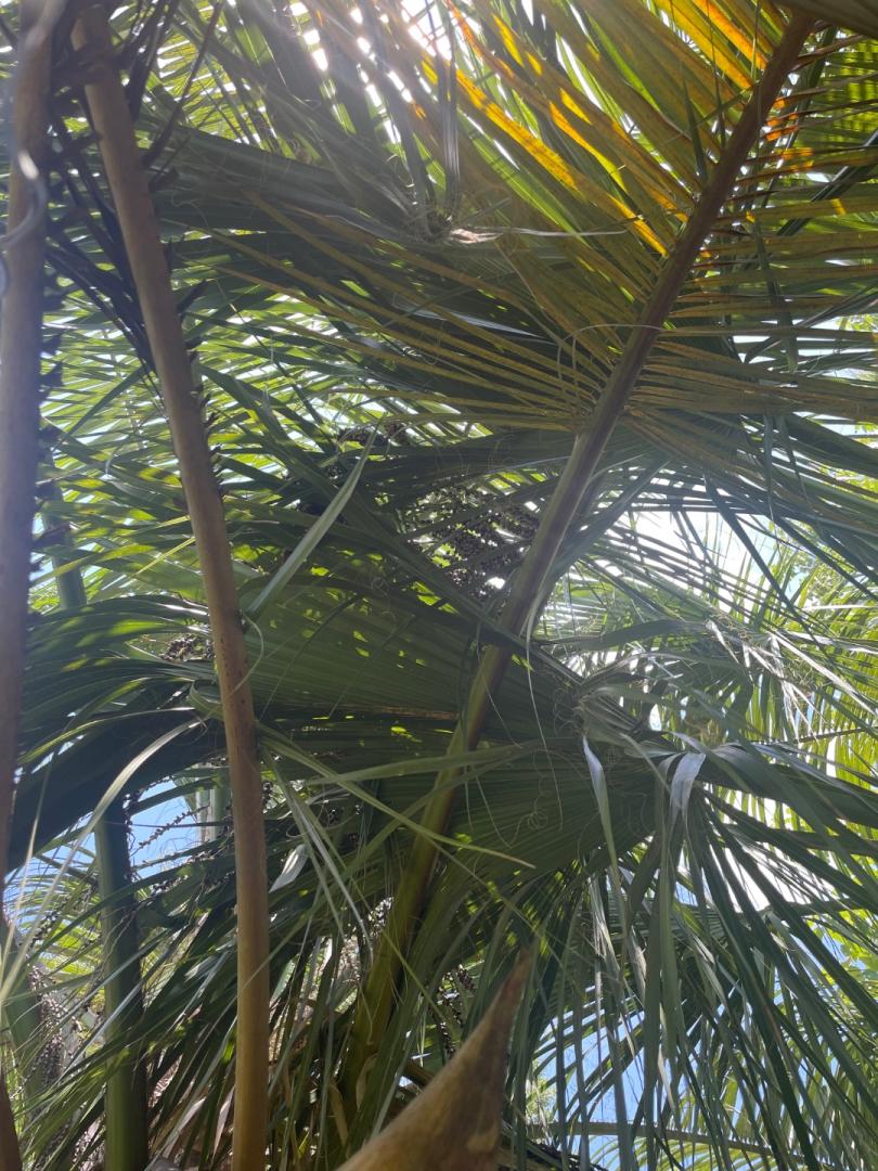 jubaea x butia - COLD HARDY PALMS - PalmTalk