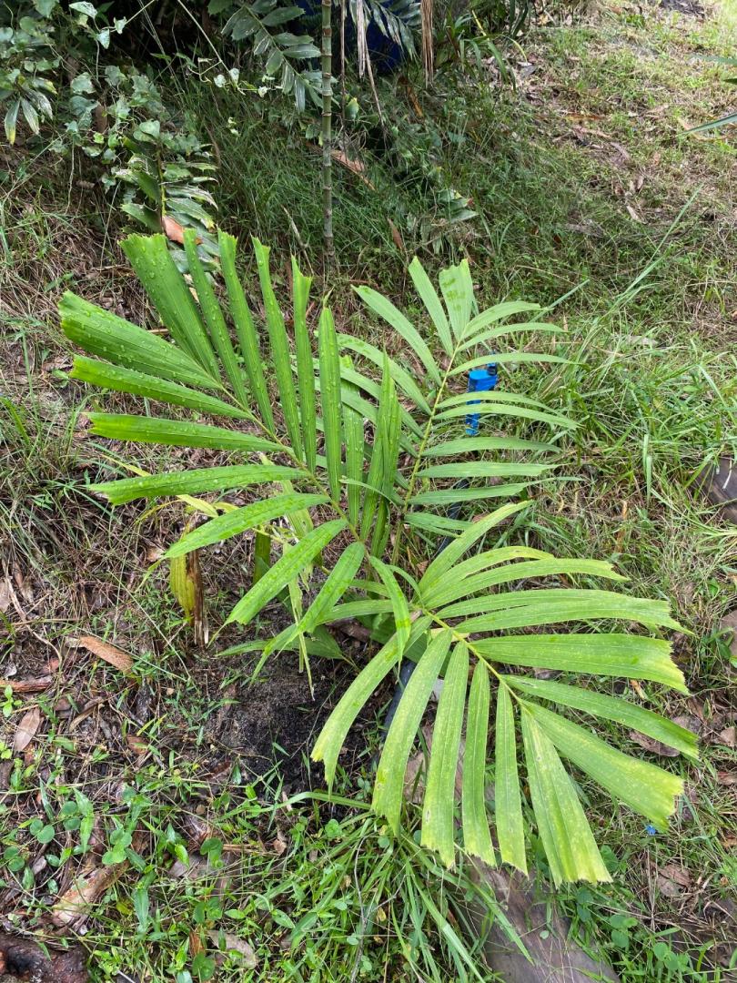 Ptychosperma schefferi - DISCUSSING PALM TREES WORLDWIDE - PalmTalk