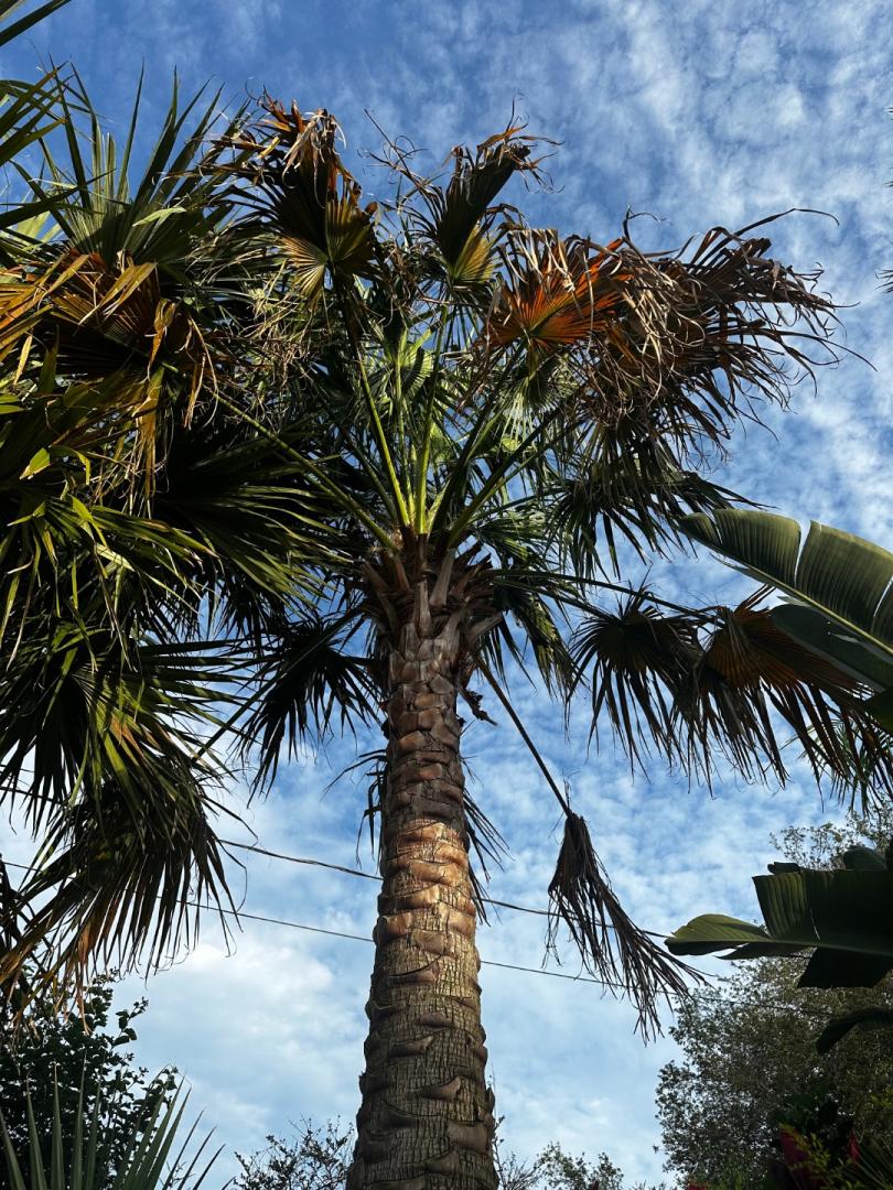 Potassium deficiency on L. Nitida - DISCUSSING PALM TREES WORLDWIDE ...