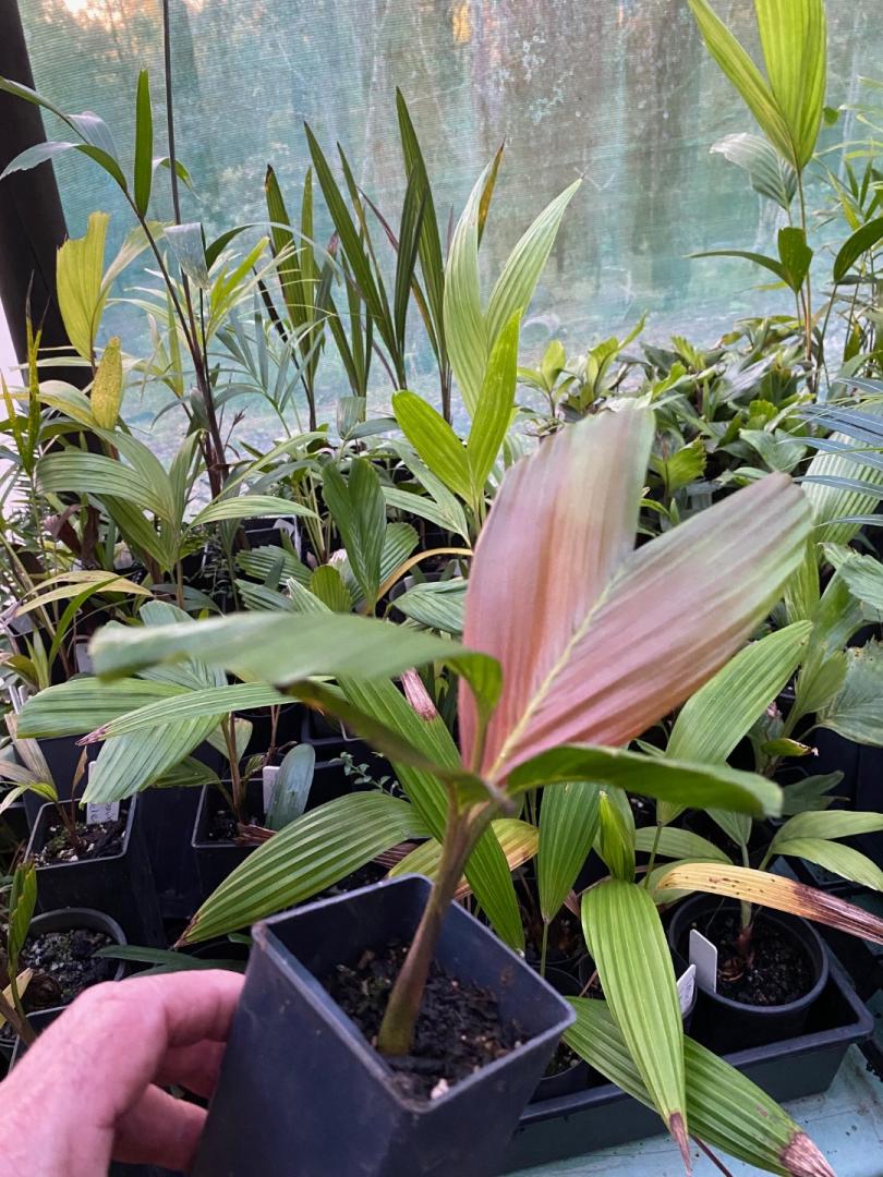 A few palm seedlings - DISCUSSING PALM TREES WORLDWIDE - PalmTalk