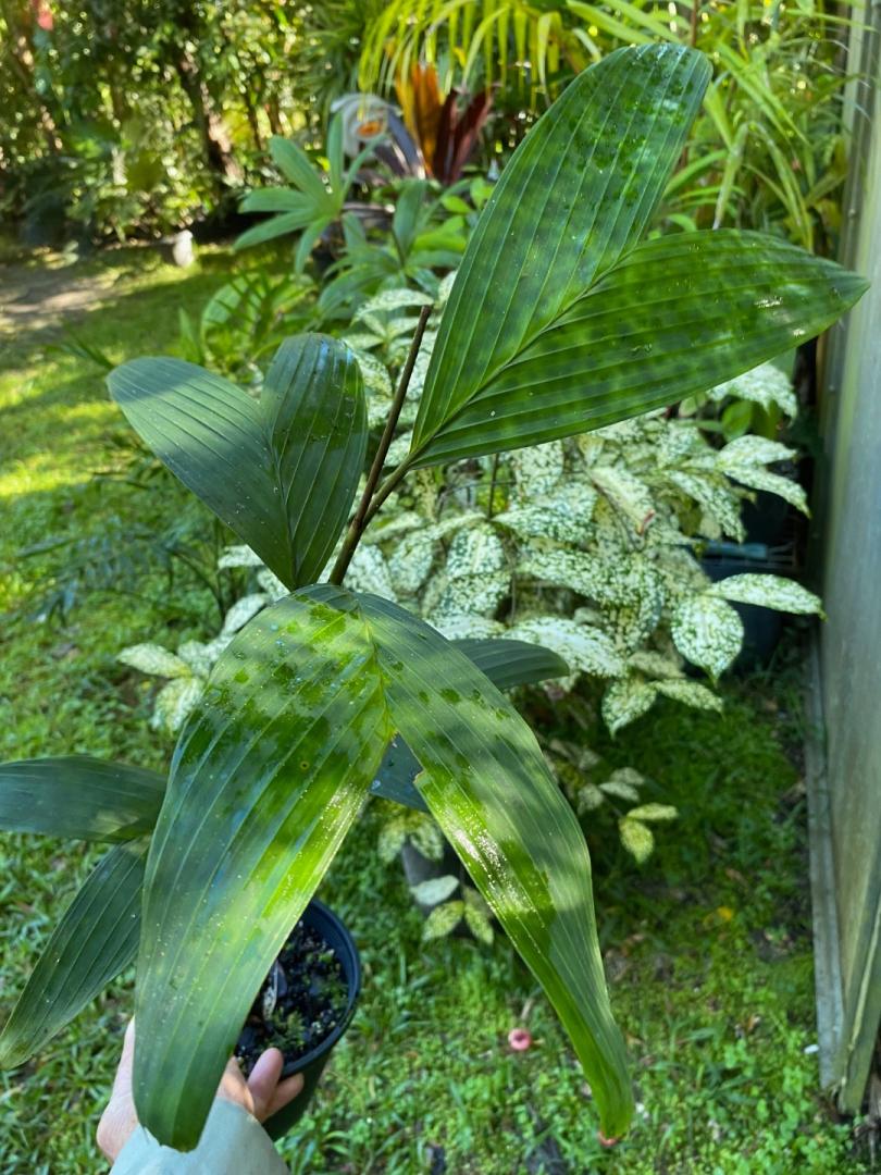 Pinanga distichia growing well - DISCUSSING PALM TREES WORLDWIDE - PalmTalk