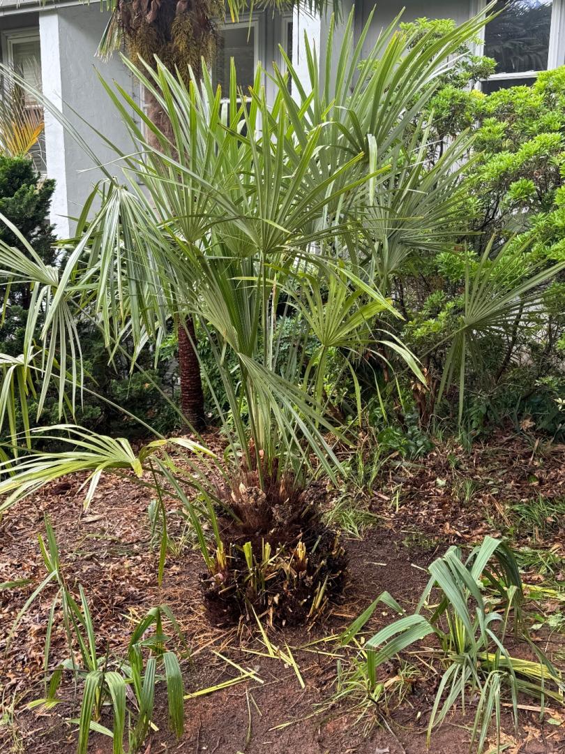 My Needle Palm might be a Bull ? - COLD HARDY PALMS - PalmTalk