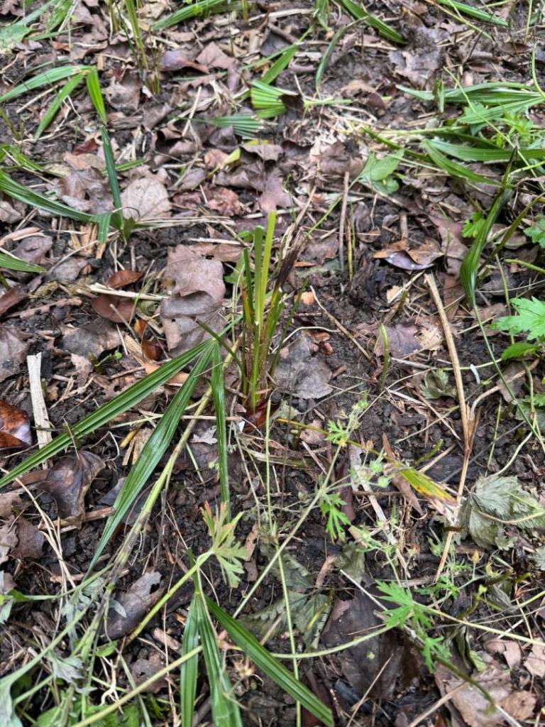 I accidentally sprayed some small volunteer Trachys - COLD HARDY PALMS ...