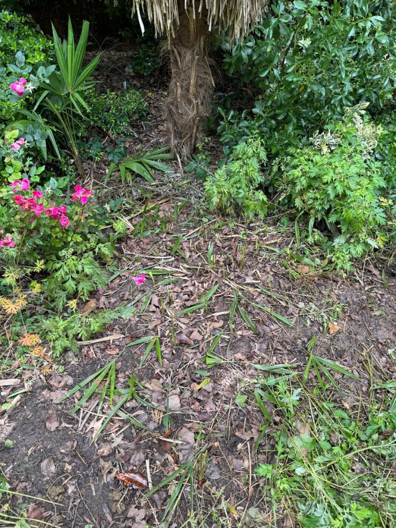 I accidentally sprayed some small volunteer Trachys - COLD HARDY PALMS ...