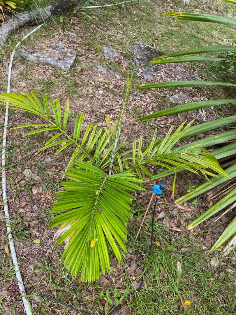 Polyandrococos caudescens aka buri palm - DISCUSSING PALM TREES ...