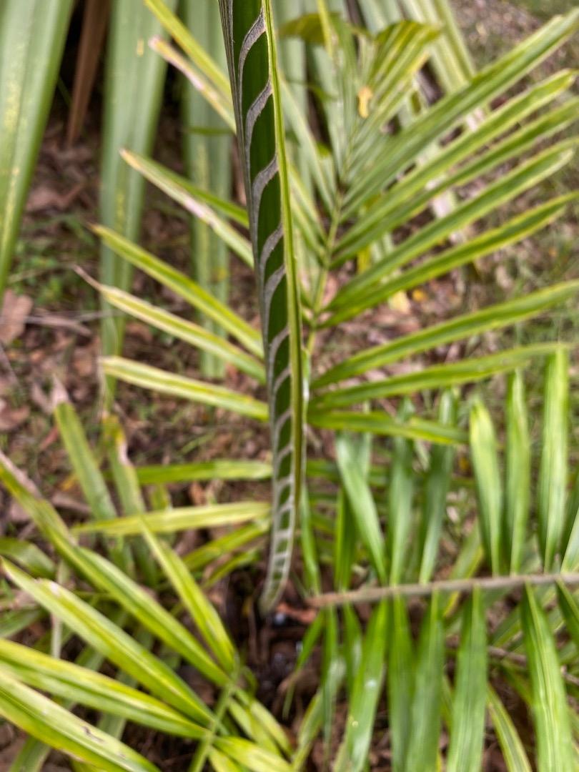 Polyandrococos caudescens aka buri palm - DISCUSSING PALM TREES ...
