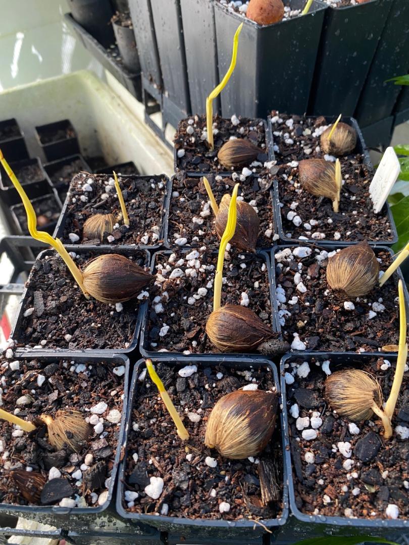 Germinating a few syagrus picrophylla - DISCUSSING PALM TREES WORLDWIDE ...