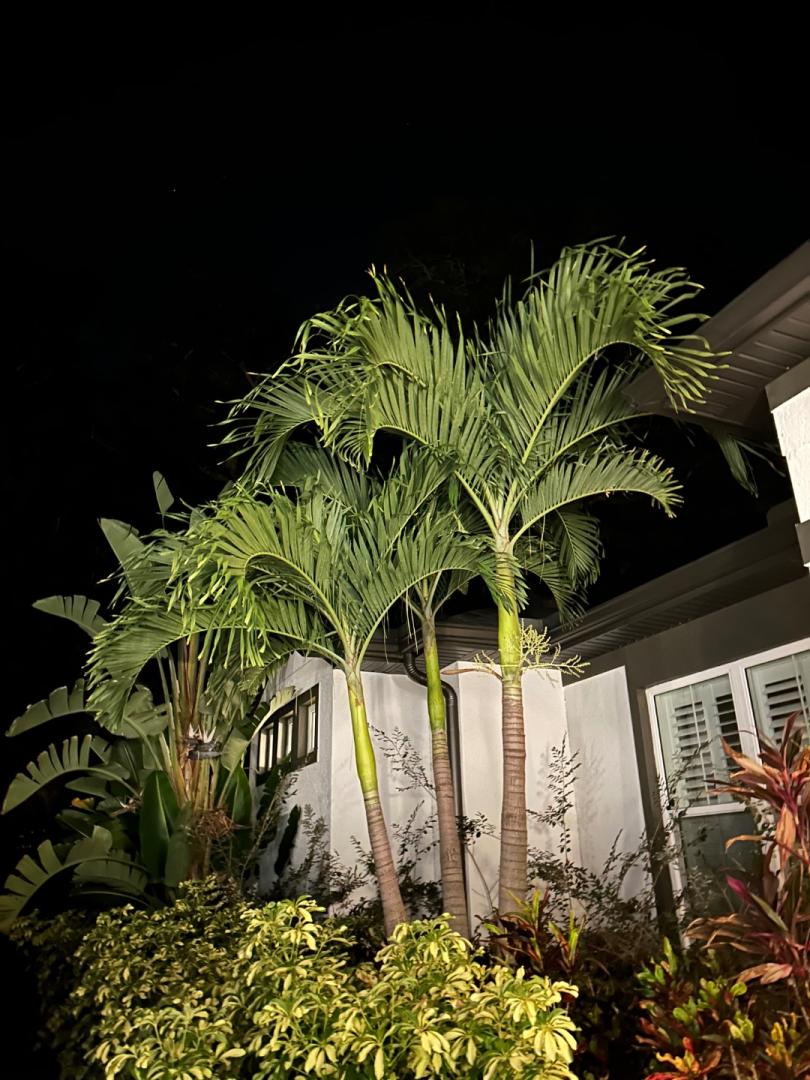 Adonida merrilli pictures - DISCUSSING PALM TREES WORLDWIDE - PalmTalk