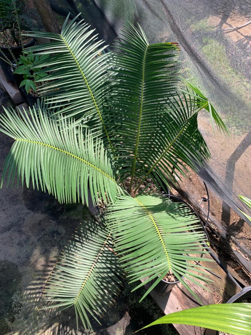 Microcycas calocoma flush - TROPICAL LOOKING PLANTS - Other Than Palms ...