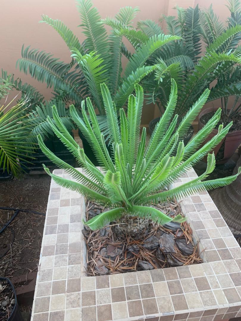Microcycas calocoma flush - TROPICAL LOOKING PLANTS - Other Than Palms ...