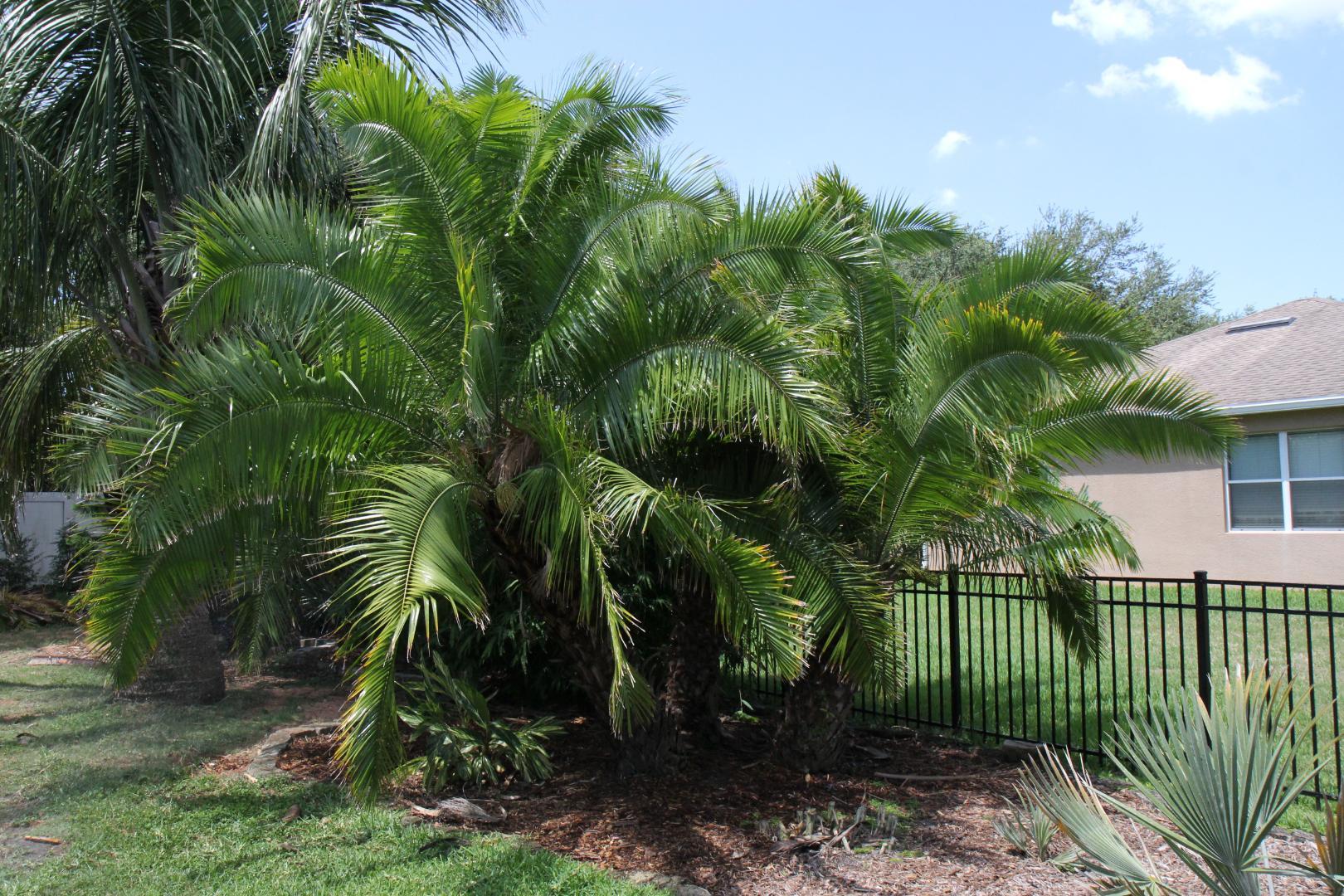 Rupicola hybrid of unknown parentage... - DISCUSSING PALM TREES ...