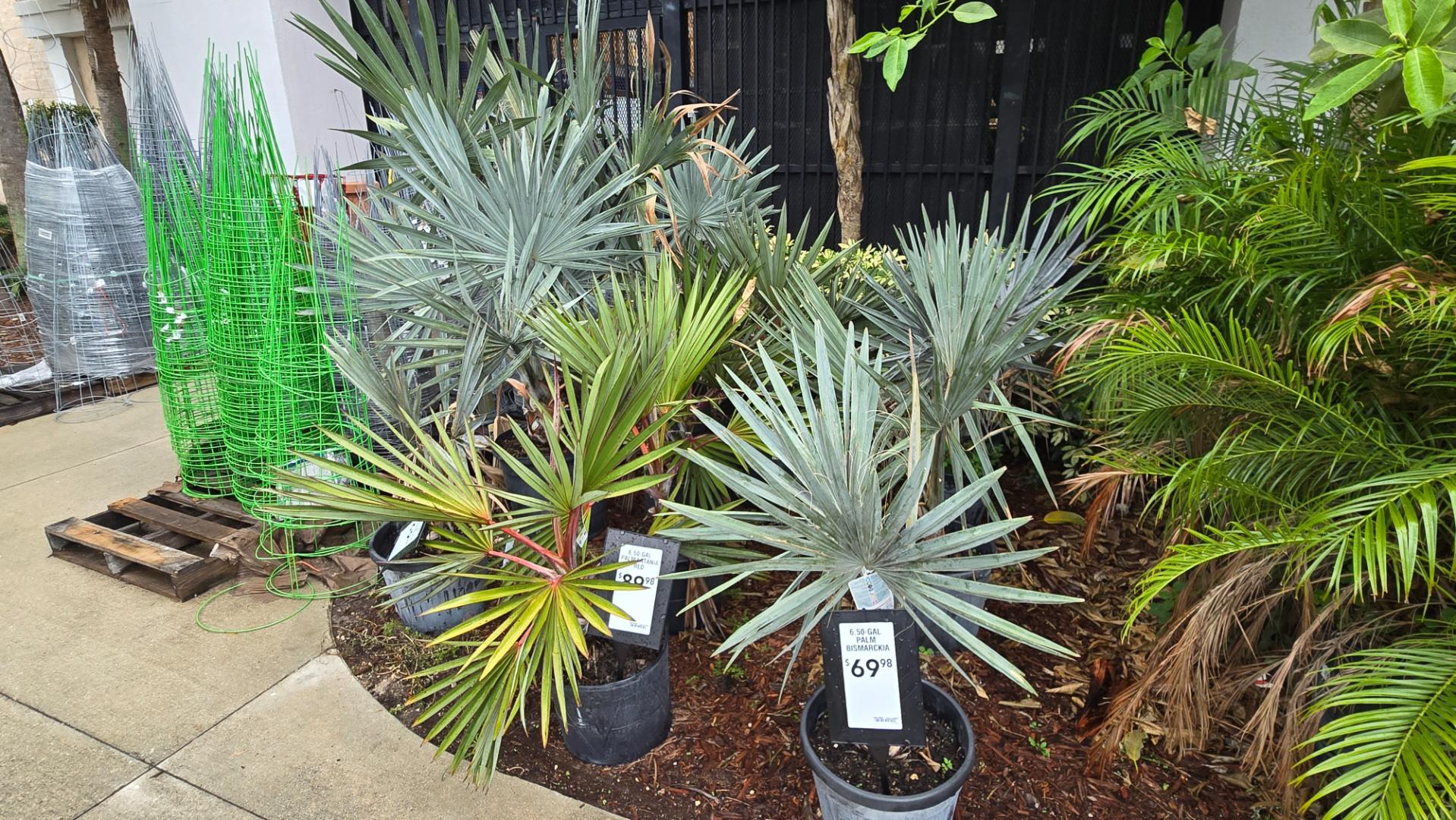 Struck the Palm Jackpot! - DISCUSSING PALM TREES WORLDWIDE - PalmTalk