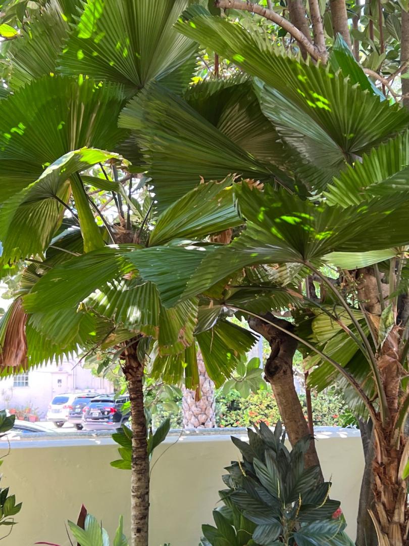 Post your Licuala grandis - DISCUSSING PALM TREES WORLDWIDE - PalmTalk