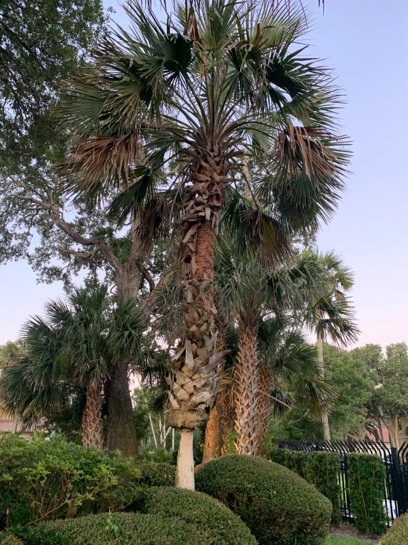 How is this sabal still alive? - DISCUSSING PALM TREES WORLDWIDE - PalmTalk