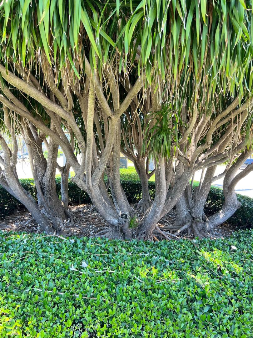 Local artsy public landscaping incorporating Pandanus - TROPICAL ...
