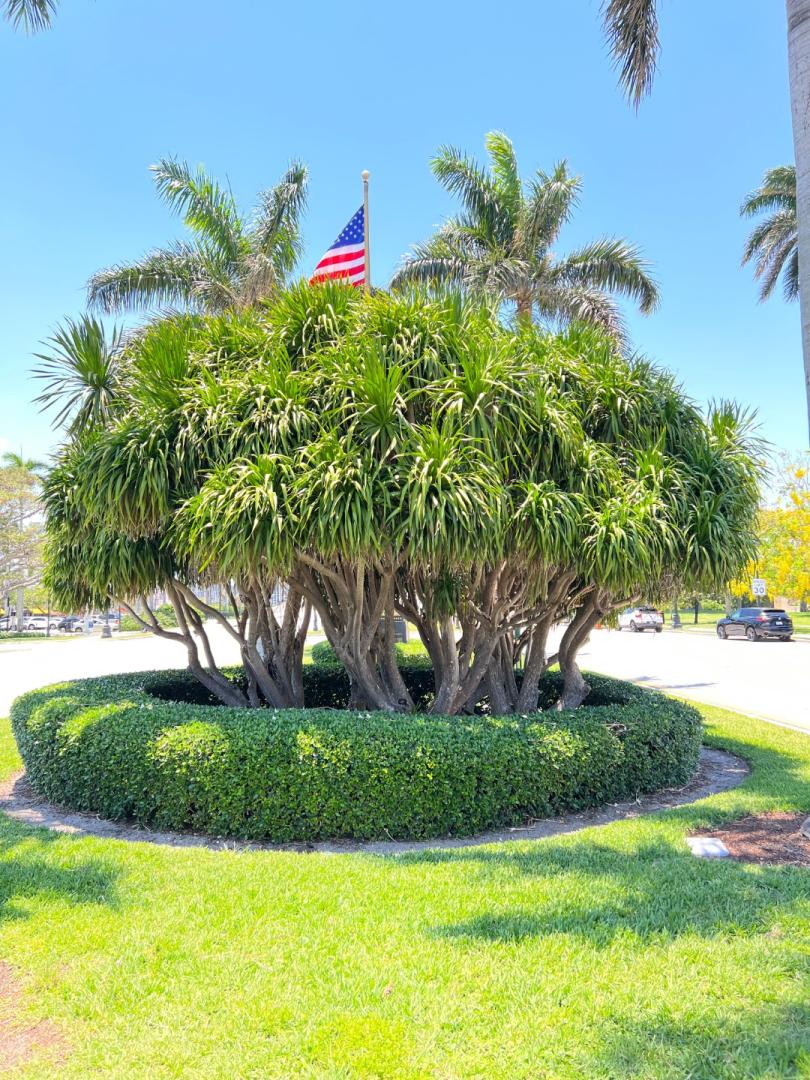 Local artsy public landscaping incorporating Pandanus - TROPICAL ...