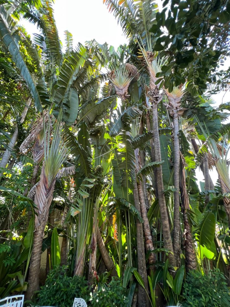 Post your Traveler’s (Ravenala madagascariensis) - TROPICAL LOOKING ...