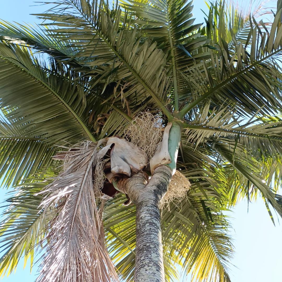 Multi-stemmed Archontophoenix - DISCUSSING PALM TREES WORLDWIDE - PalmTalk