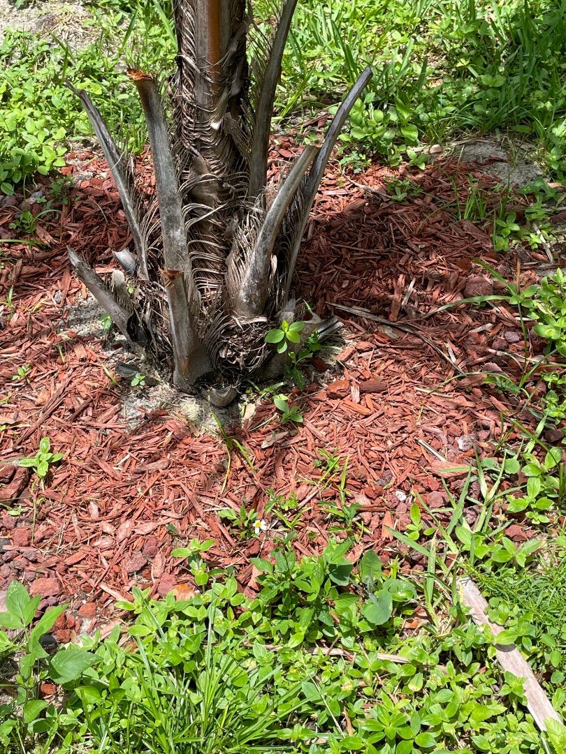 Too late to stake? - DISCUSSING PALM TREES WORLDWIDE - PalmTalk