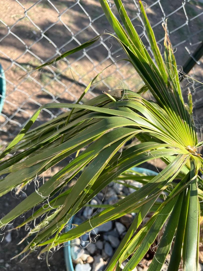 palm hail damage - DISCUSSING PALM TREES WORLDWIDE - PalmTalk