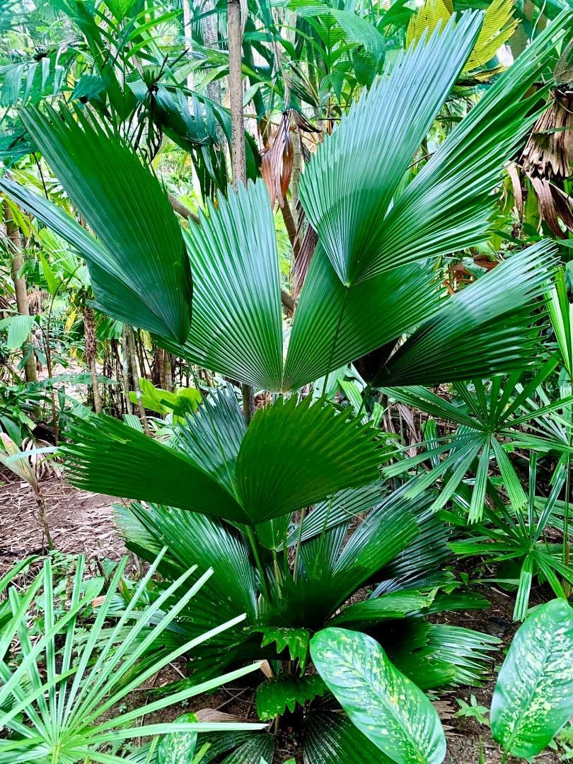 Sabinara magnifica seedlings doing well - DISCUSSING PALM TREES ...