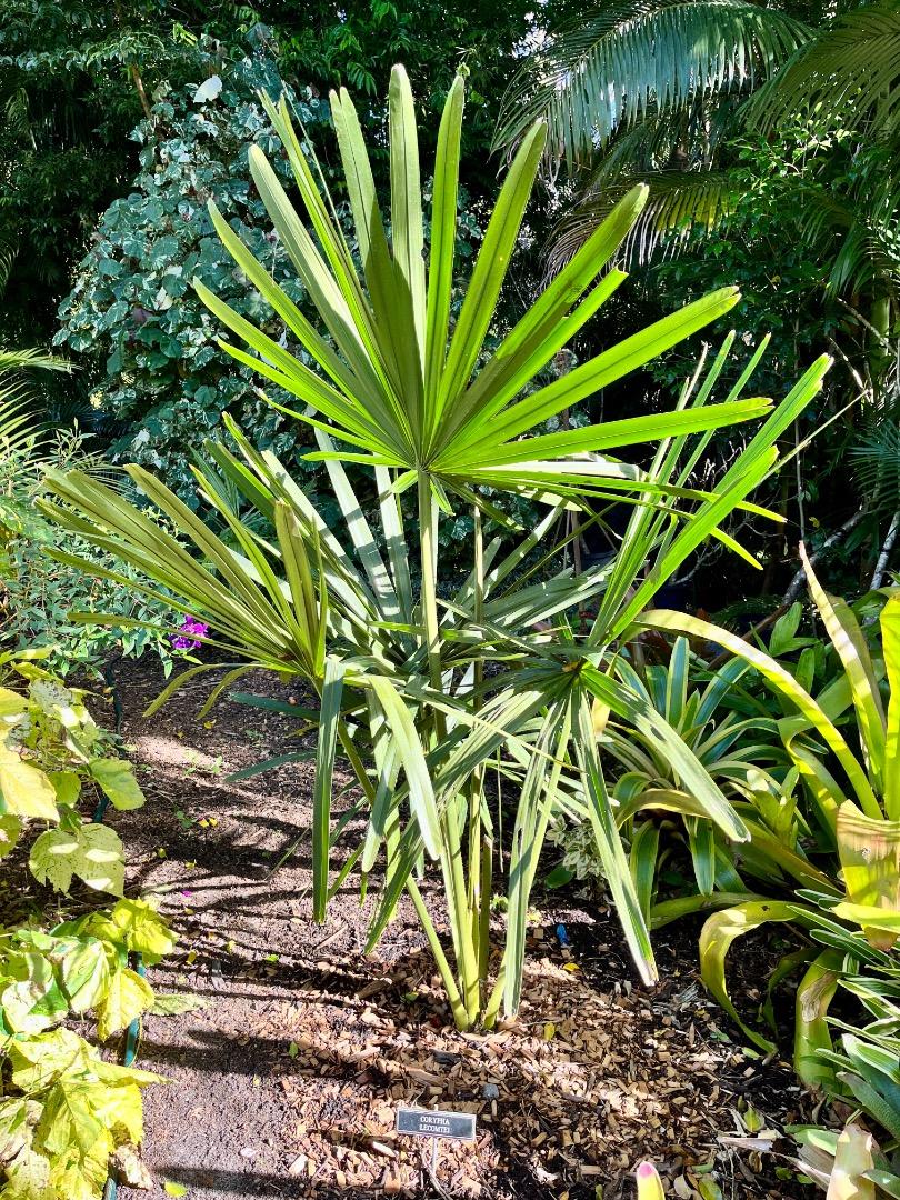 Private palm garden tour, Forest Glen, SE Queensland - DISCUSSING PALM ...