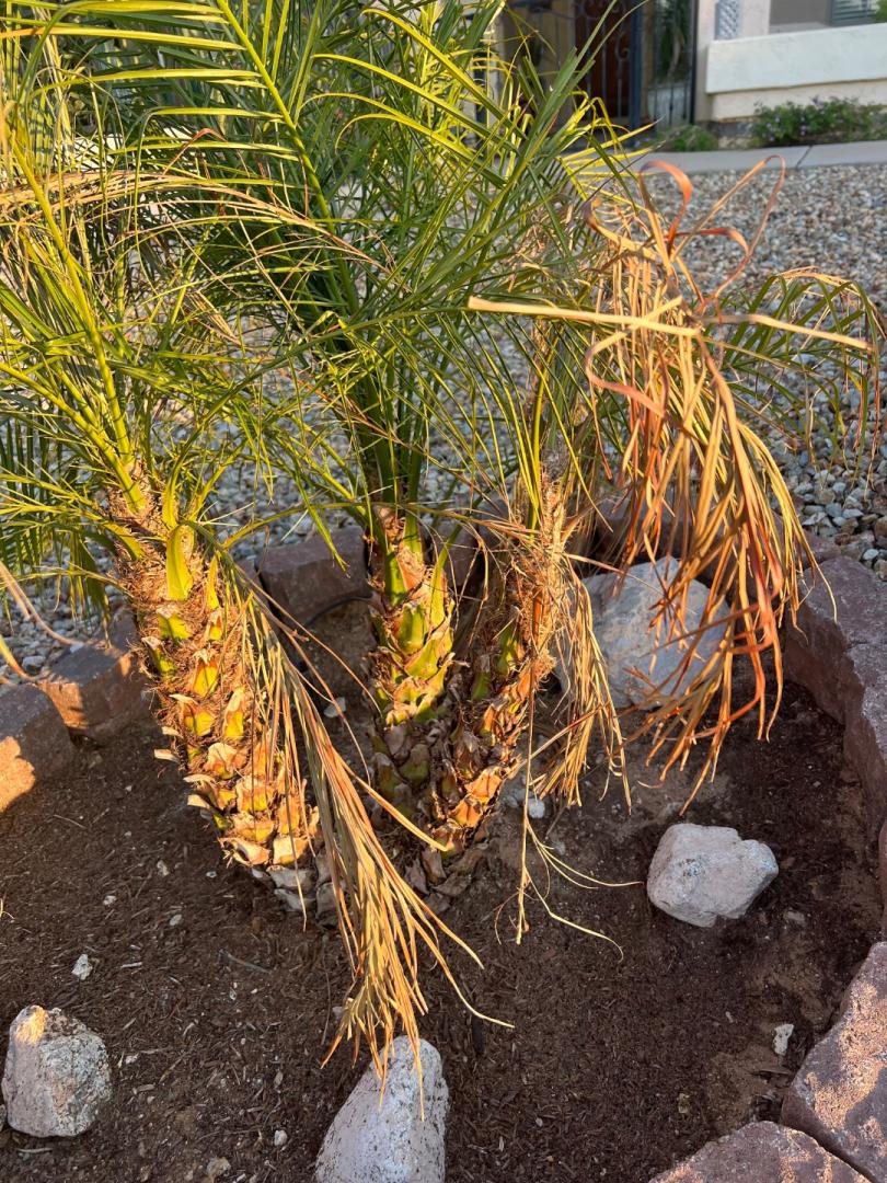 Struggling Pigmy Palms - DISCUSSING PALM TREES WORLDWIDE - PalmTalk