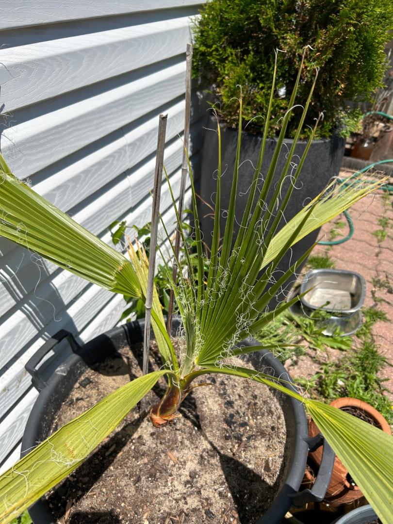 What’s wrong with my palm?! 😬 - DISCUSSING PALM TREES WORLDWIDE - PalmTalk