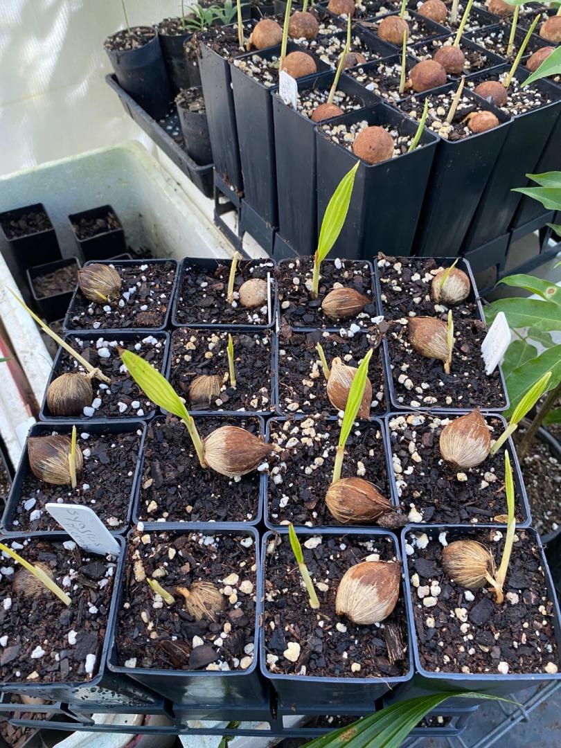 A few late germinating palms - DISCUSSING PALM TREES WORLDWIDE - PalmTalk