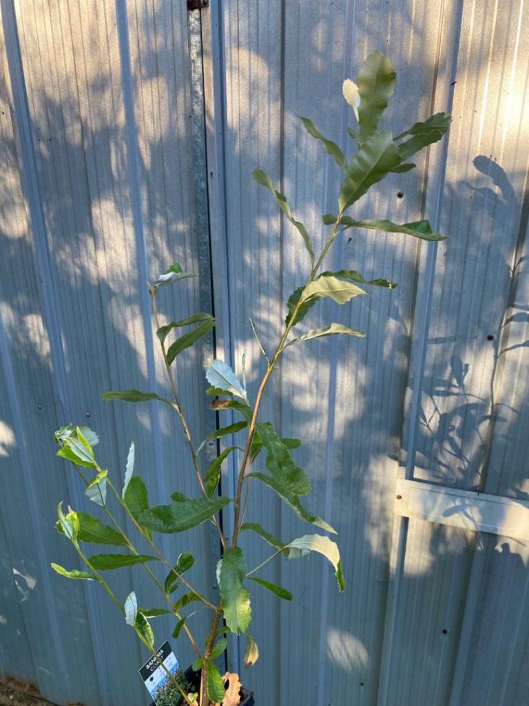 Planting a coastal banksia - TROPICAL LOOKING PLANTS - Other Than Palms ...