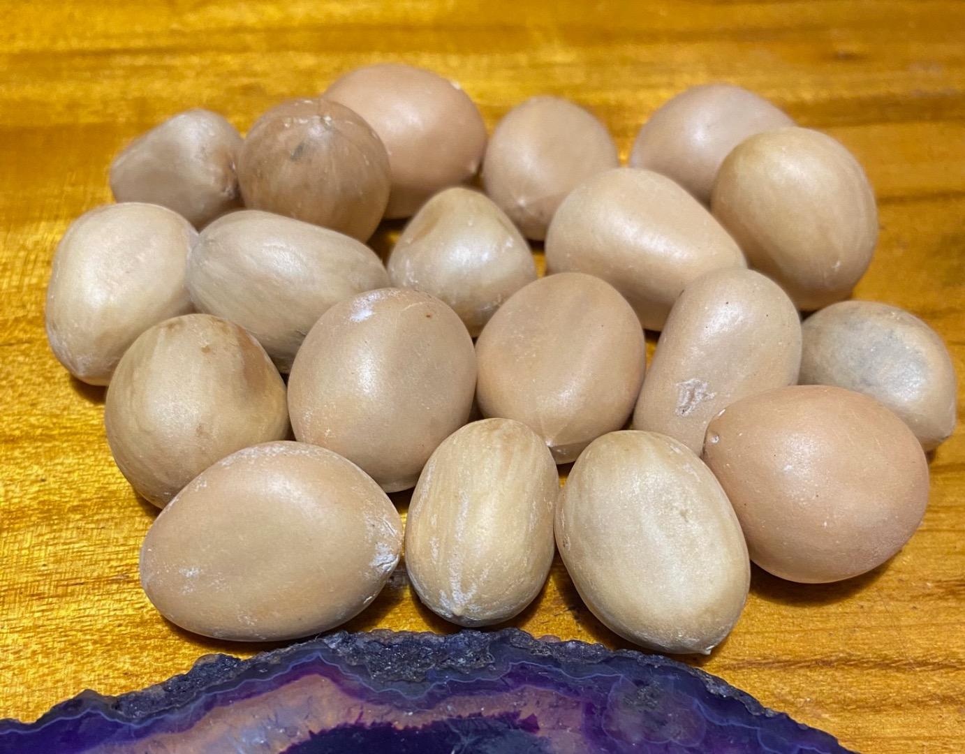 Sowing a couple of bowenia spectabilis seeds - TROPICAL LOOKING PLANTS ...
