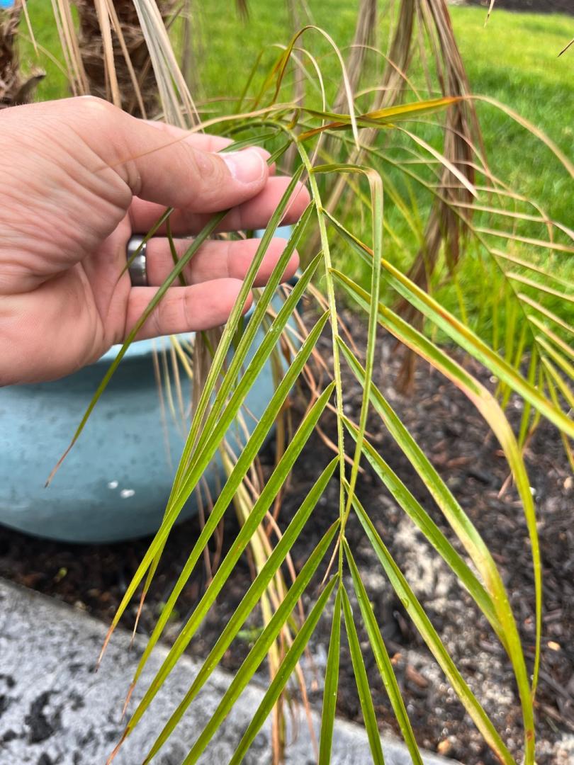 Pygmy palm in Chicago suburbs - PALMS IN POTS - PalmTalk