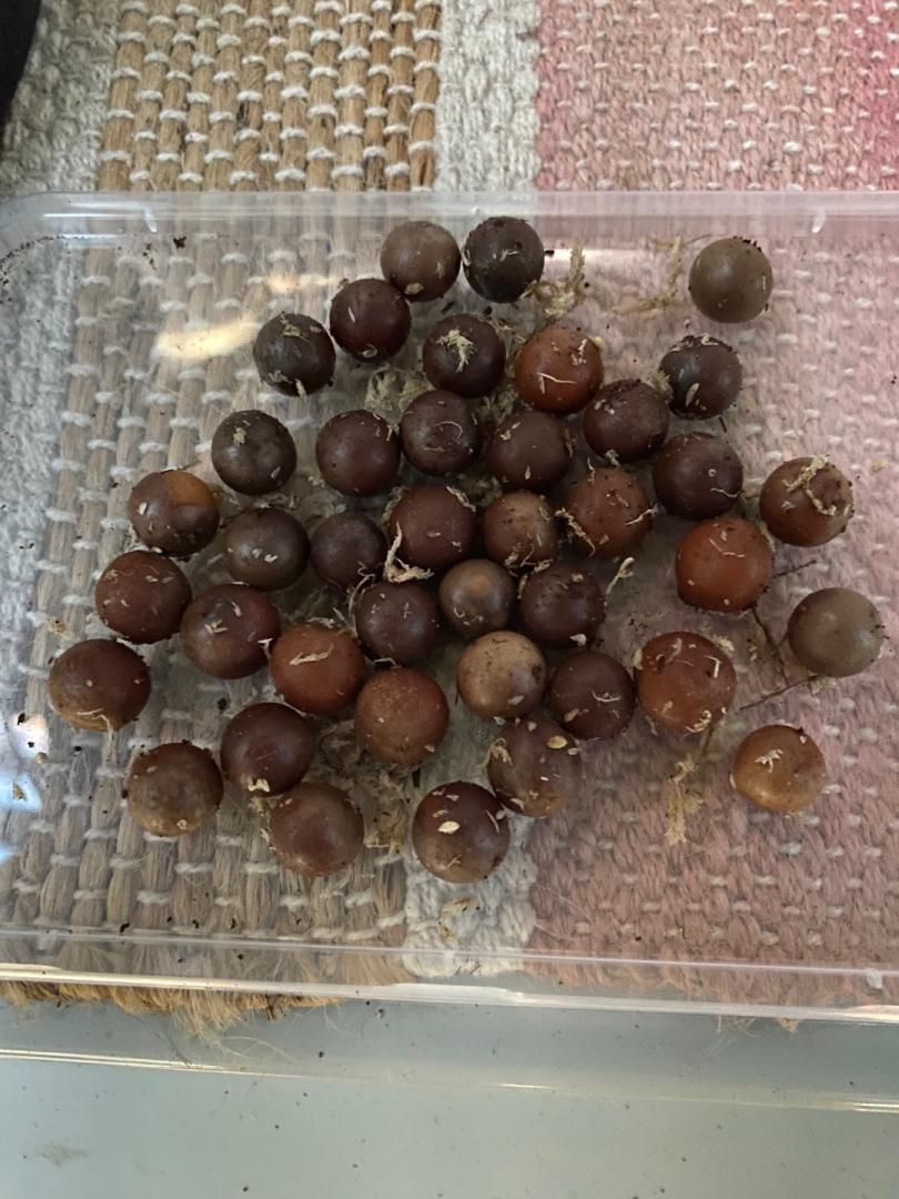 Sowing a couple of licuala Kalimantan mottled sp - DISCUSSING PALM ...