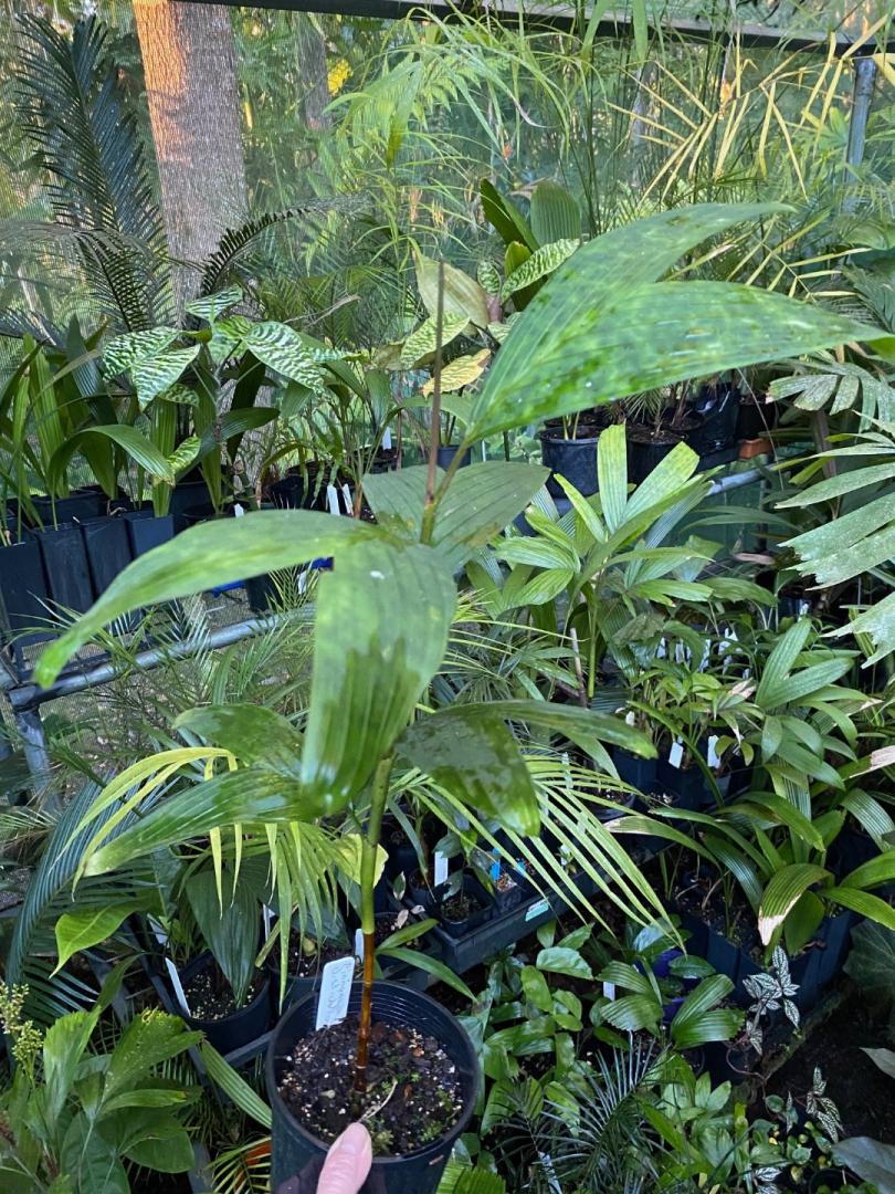 Nice little pinanga Distichia - DISCUSSING PALM TREES WORLDWIDE - PalmTalk