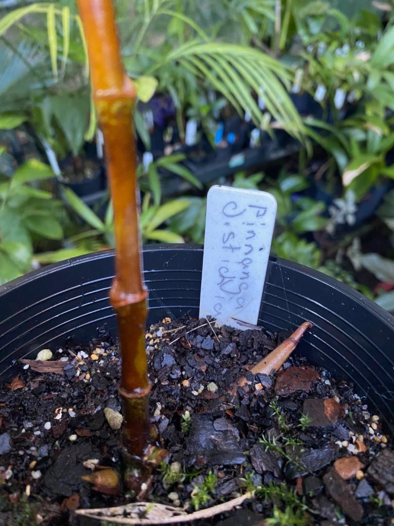 Nice little pinanga Distichia - DISCUSSING PALM TREES WORLDWIDE - PalmTalk