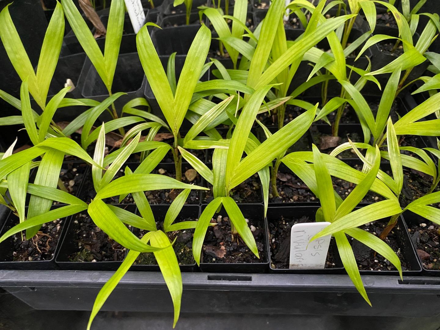 Some baby dypsis rivularis - DISCUSSING PALM TREES WORLDWIDE - PalmTalk