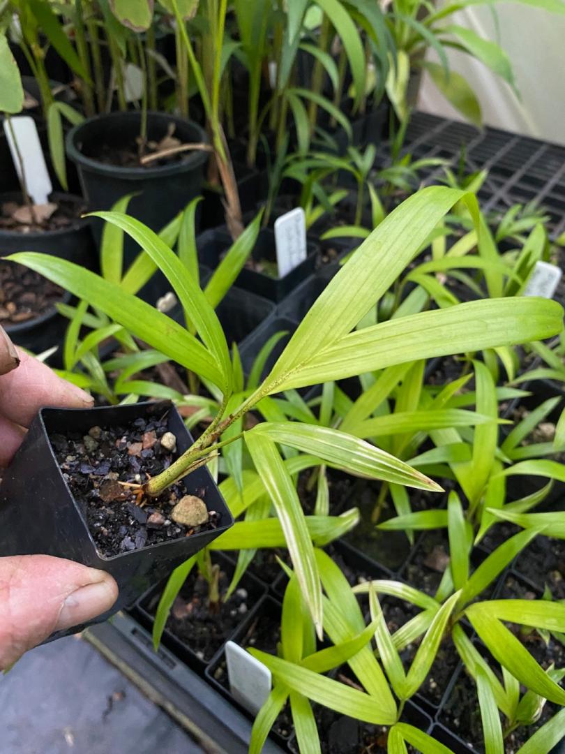 Some baby dypsis rivularis - DISCUSSING PALM TREES WORLDWIDE - PalmTalk