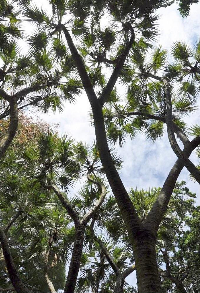 Palm Identification - DISCUSSING PALM TREES WORLDWIDE - PalmTalk