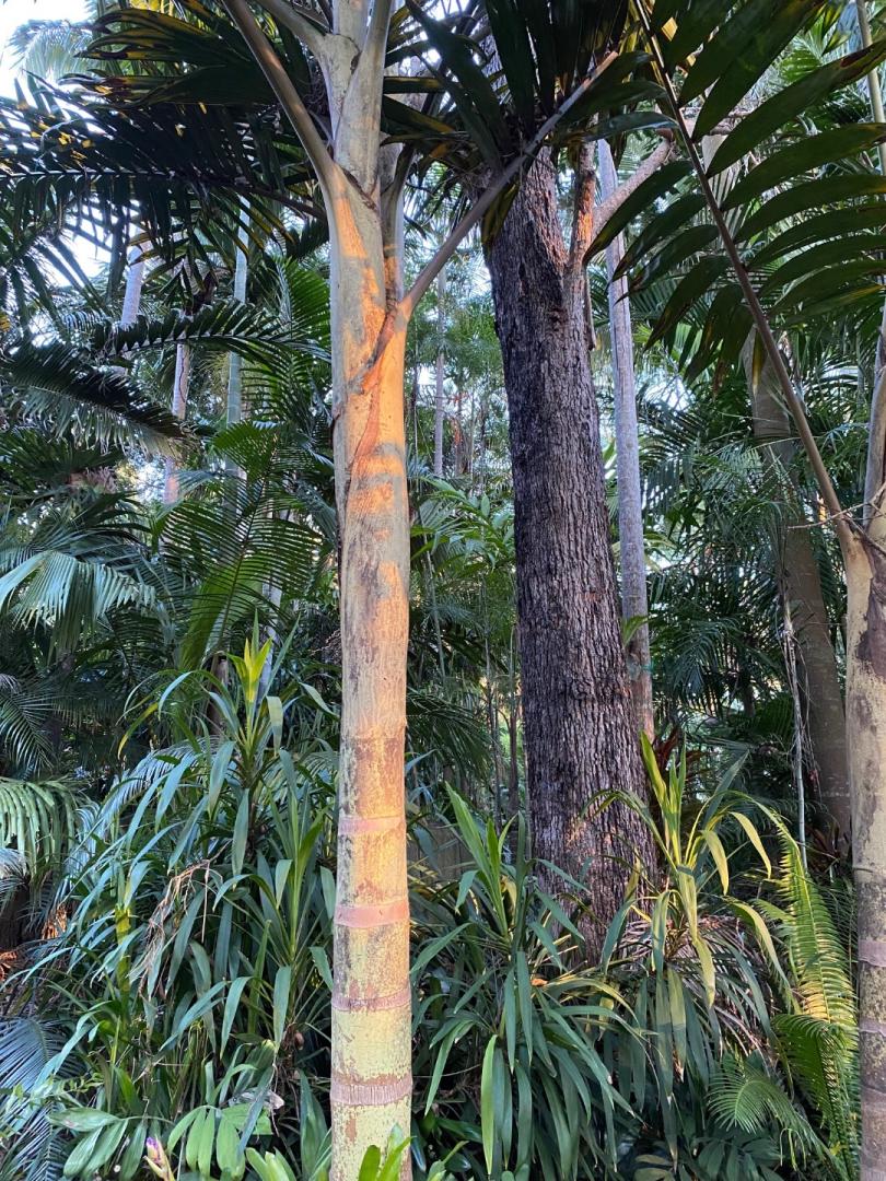 A few garden photos - DISCUSSING PALM TREES WORLDWIDE - PalmTalk