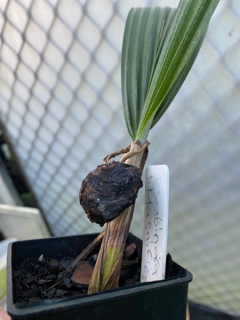 Sabinara magnifica seedlings doing well - DISCUSSING PALM TREES ...