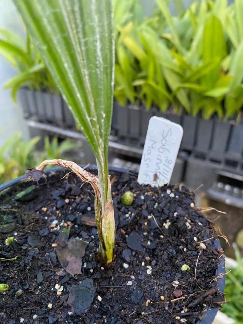 Sabinara magnifica seedlings doing well - DISCUSSING PALM TREES ...