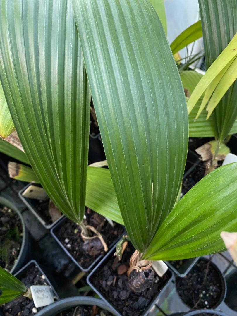 Sabinara magnifica seedlings doing well - DISCUSSING PALM TREES ...