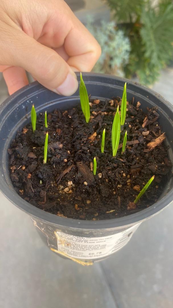 Washingtonias seeds - PALMS IN POTS - PalmTalk