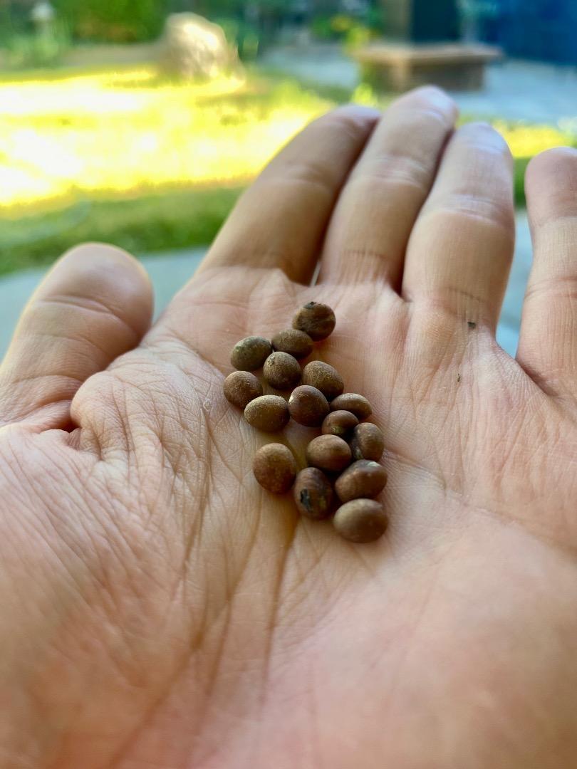 Washingtonias seeds - PALMS IN POTS - PalmTalk