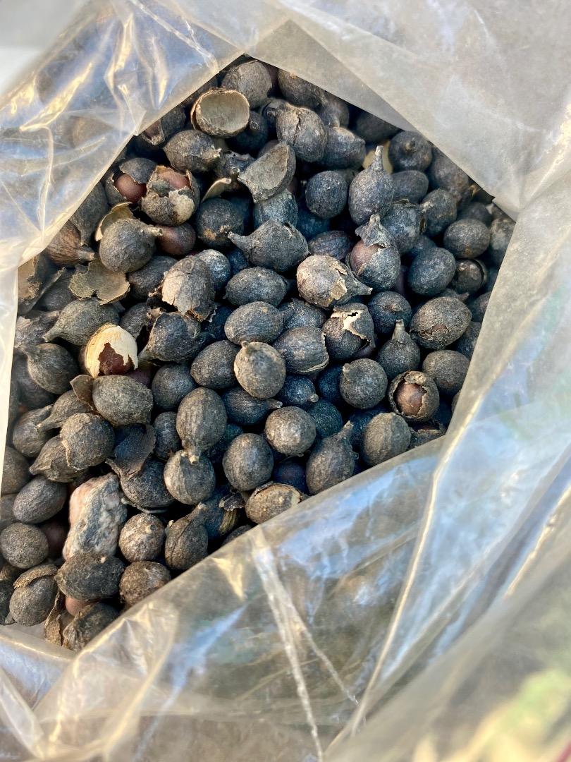 Washingtonias seeds - PALMS IN POTS - PalmTalk