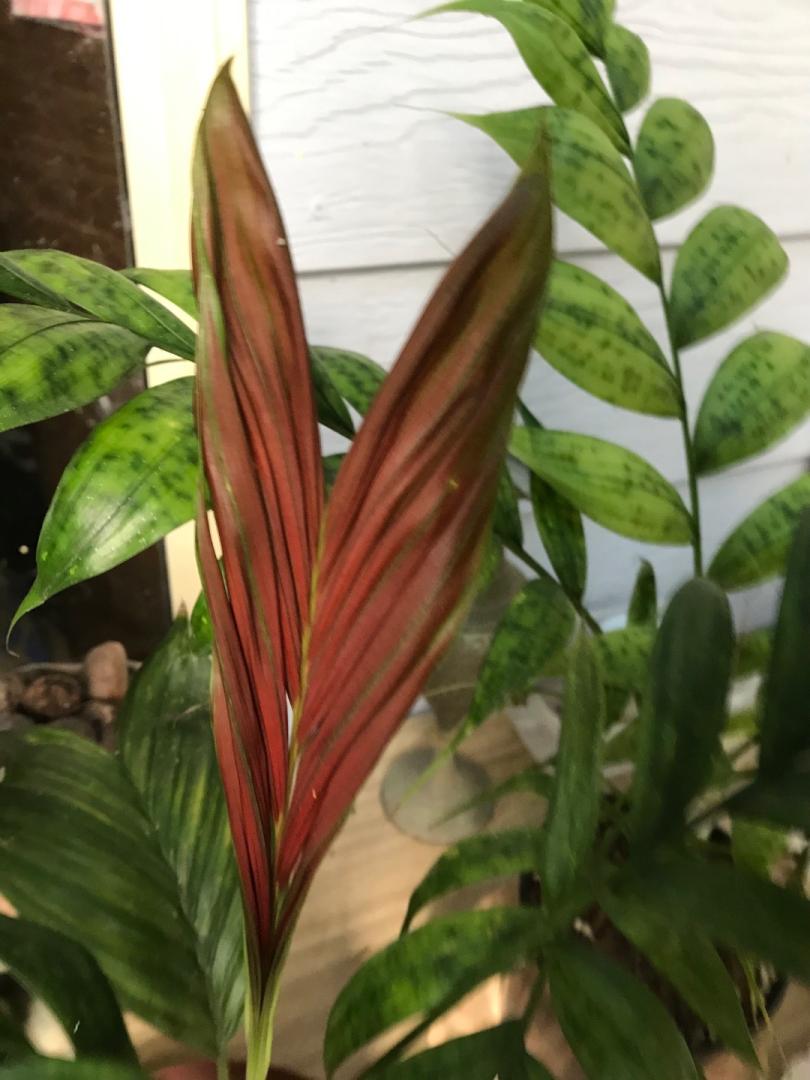 Calpytrocalyx benga dawn noda noda new leaf - DISCUSSING PALM TREES ...