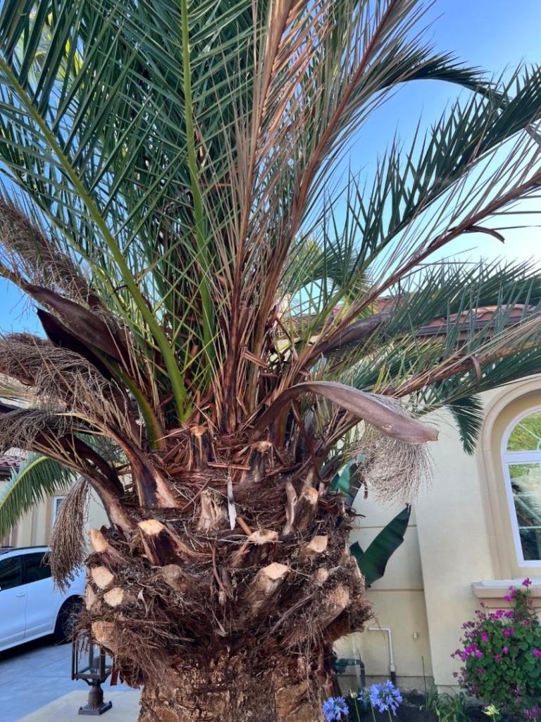 Sick Canary - DISCUSSING PALM TREES WORLDWIDE - PalmTalk